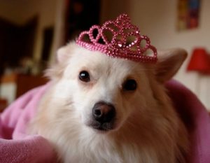 Princess Dog Names - 160 Elegant Dog Names for Girl Puppies - PetPress