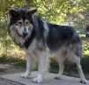 370 Native American Dog Names with Meanings - PetPress