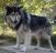 370 Native American Dog Names with Meanings - PetPress