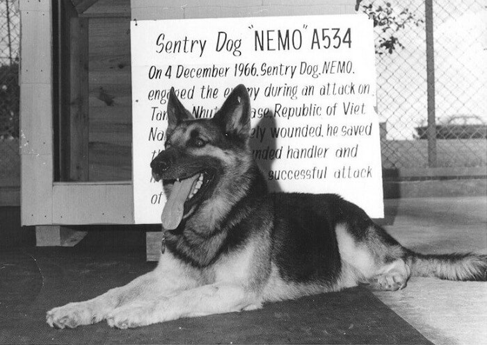 350 Military Dog Names For Your Patriotic Puppy PetPress 350-military-dog-names-for-your-patriotic-puppy-petpress