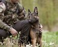 350 Military Dog Names for Your Patriotic Puppy - PetPress