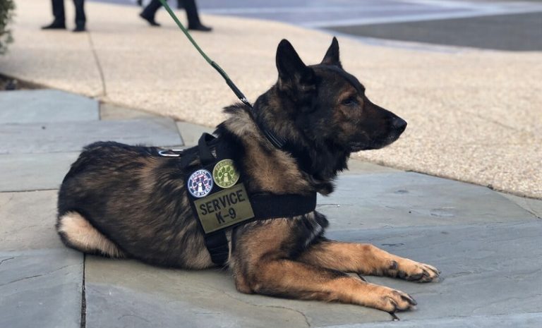 350 Military Dog Names For Your Patriotic Puppy PetPress 350-military-dog-names-for-your-patriotic-puppy-petpress