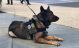 350 Military Dog Names for Your Patriotic Puppy - PetPress