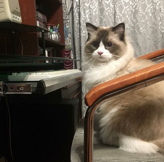 15 Funny Pictures of Ragdoll Cats Who Know Exactly How To Spend The ...