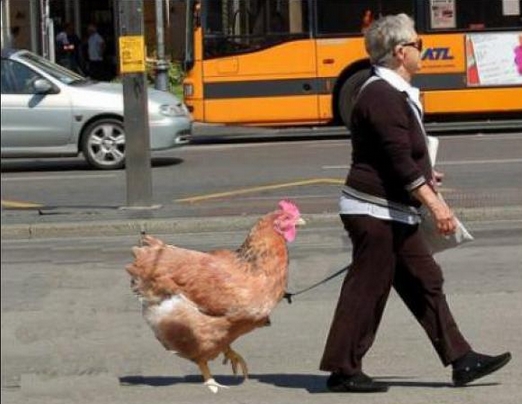 14 Crazy Pictures From Spain Showing How People Are Walking Their "Pets ...