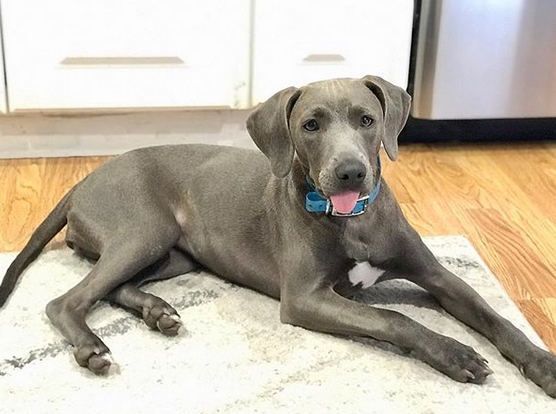 Top 158 Best Blue Lacy Dog Names - PetPress