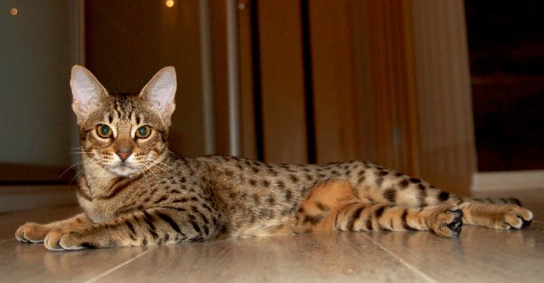 15 Most Active Cat Breeds | Page 2 of 3 | PetPress