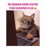 14 Funny Cat Memes Showing The Reality of Staying Home During ...