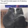 14 Funny Cat Memes Showing The Reality of Staying Home During ...
