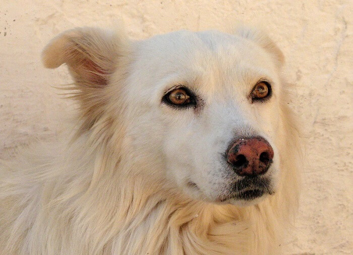 70 Greek God and Goddess Names for Dogs