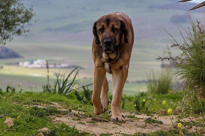 Best 230 Popular Female Spanish Dog Names