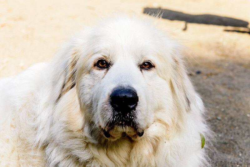 Best 230 Popular Female Spanish Dog Names