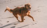 180 Beach Inspired Dog Names | PetPress