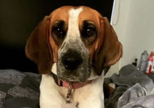 Top 100 Best Harrier Dog Names - PetPress