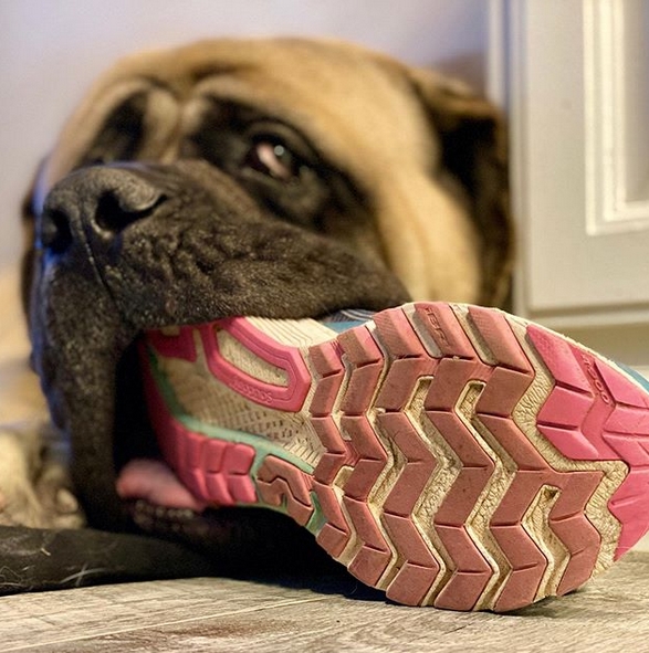 17 Funny Pictures of English Mastiffs Showing The Reality of Living in ...