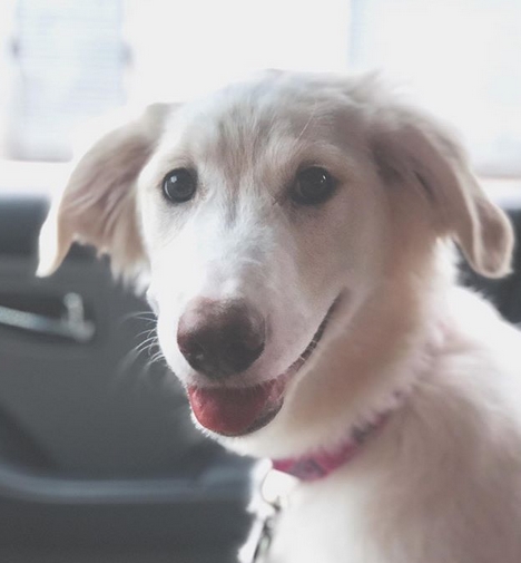 Top 132 Best Great Pyrenees Dog Names - PetPress