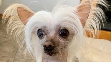 14 Top-Notch Facts About Gorgeous Chinese Crested Dogs - PetPress
