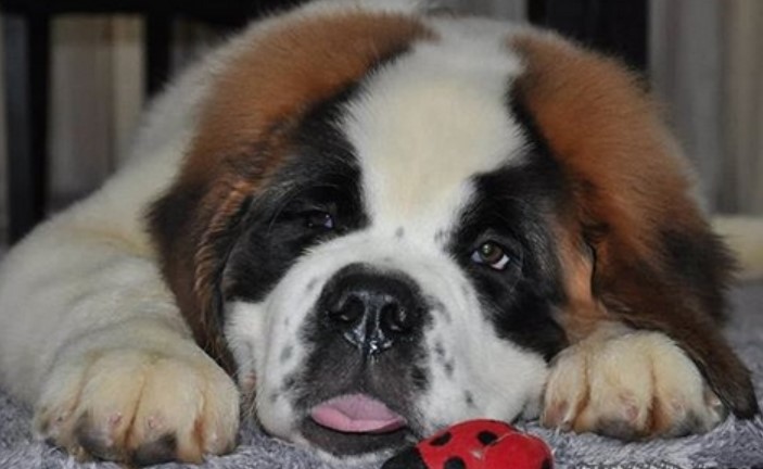 15 Cute Pictures Showing the Quarantine Through St. Bernard Eyes - PetPress