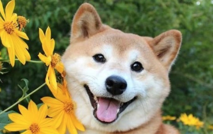 15 Photos Confirming That Shiba Inu Love Flowers - PetPress