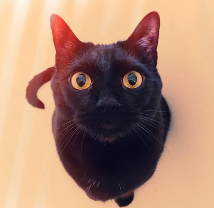 110 Mythical Cat Names Great Cat Names From Mythology PetPress