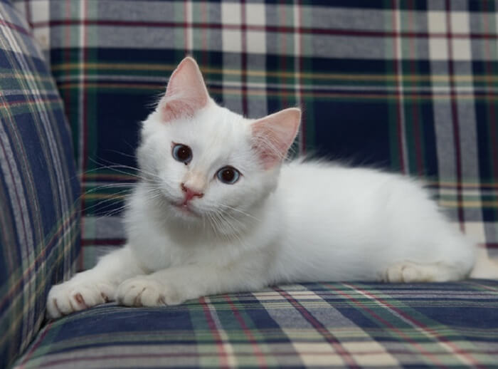 300 Mystical Cat Names For Your Magical Kitten 300 Mystical Cat Names For Your Magical Kitten