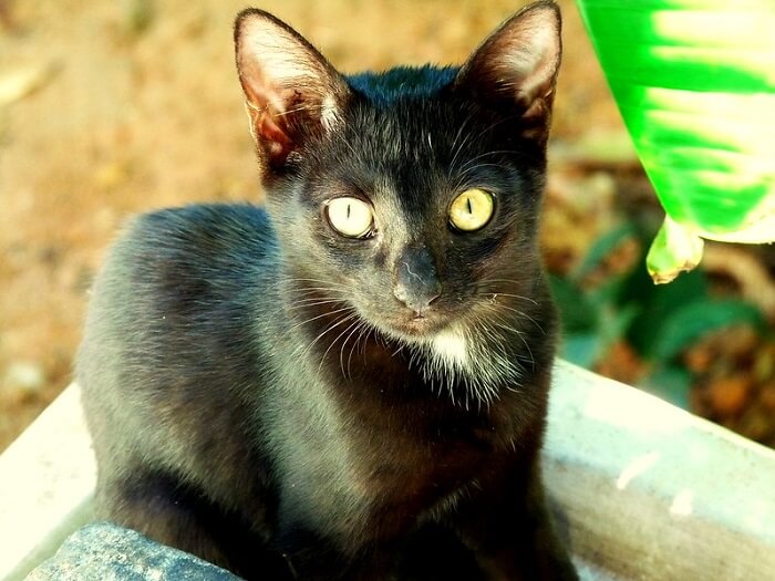 300 Mystical Cat Names For Your Magical Kitten 300-mystical-cat-names-for-your-magical-kitten