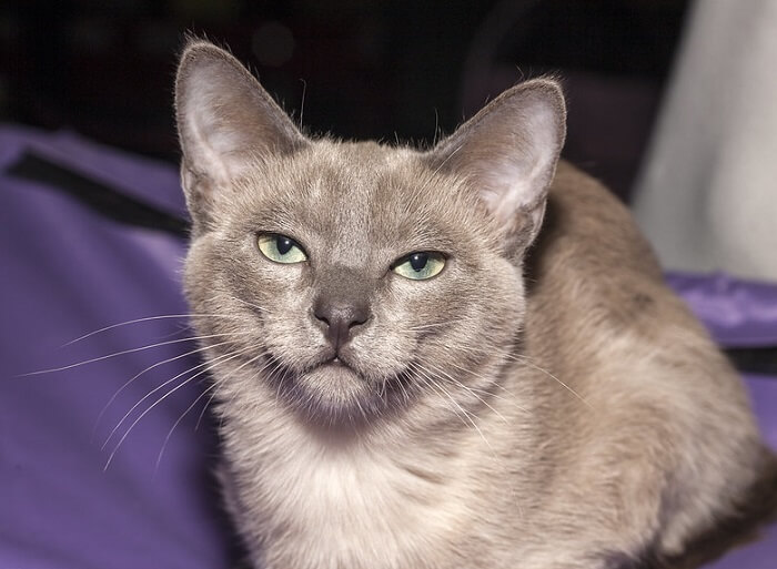 300 Mystical Cat Names For Your Magical Kitten 300 Mystical Cat Names For Your Magical Kitten