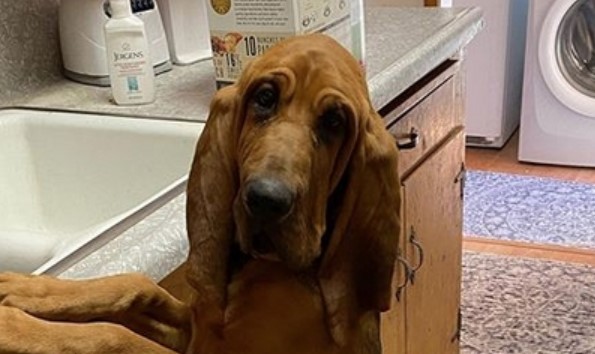14 Funny Pictures Showing The Typical Quarantine Day of Bloodhound Dogs ...