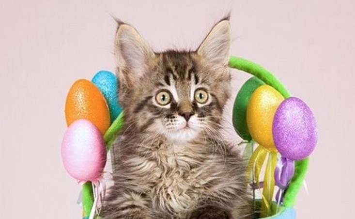 15 Funny Pictures Showing How Cats Are Making Preparations For Easter ...