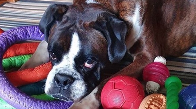 14 Funny Pictures Showing How Boxer Dogs Spend The Quarantine - PetPress