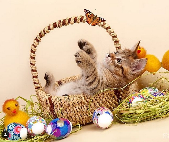 16 Hilarious Pictures Of Cats Who Believe That Easter Basket Is Made ...