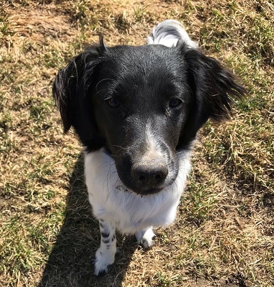 Top 125 Best Stabyhoun Dog Names - PetPress