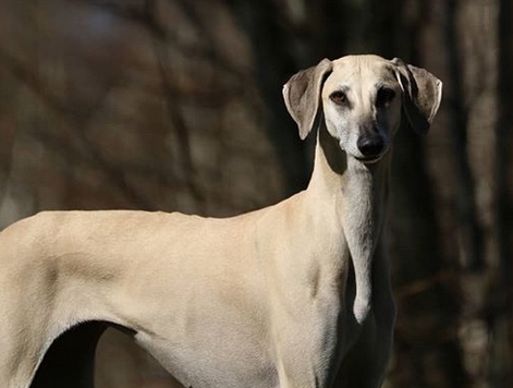 Top 145 Best Sloughi Dog Names - PetPress