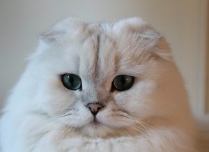 Scottish Cat Names - 500 Awesome Name Ideas for Your Kitten