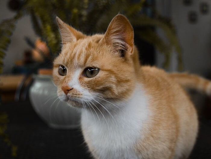 500+ Italian Cat Names That Are Bellissimo!