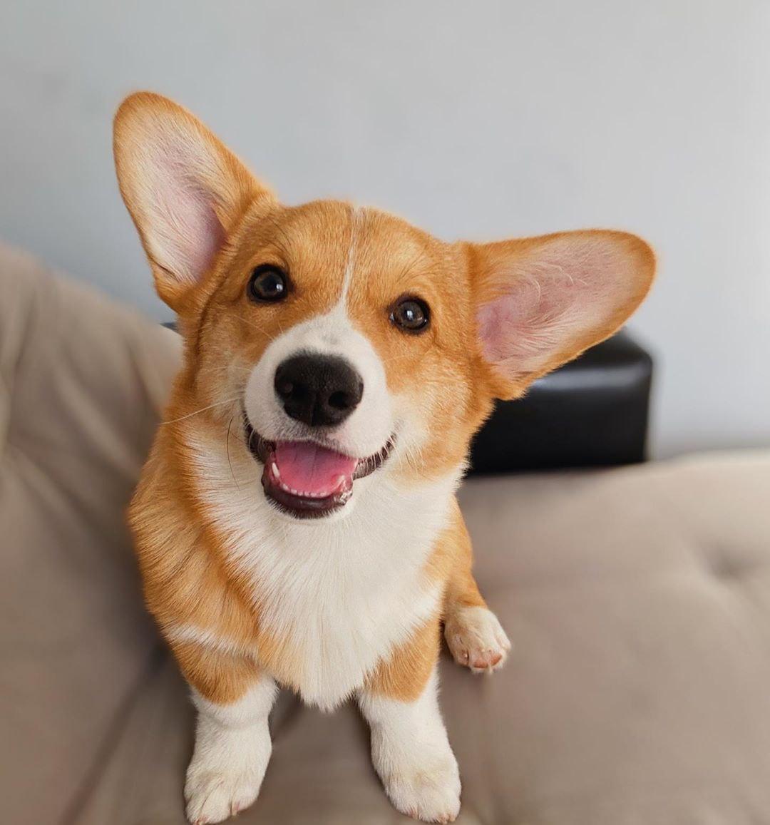 Top 8 Best Dog Breeds For Older People PetPress Top 8 Best Dog Breeds For Older People PetPress