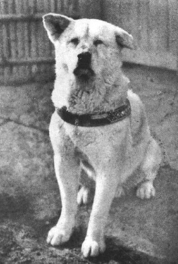 TOP 15: The Most Famous Dogs In History - PetPress