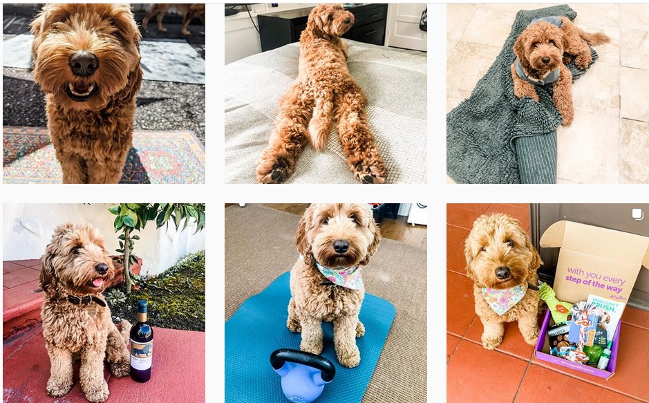 15 Amazing Instagram Accounts With Goldendoodles - Page 2 of 3 - PetPress
