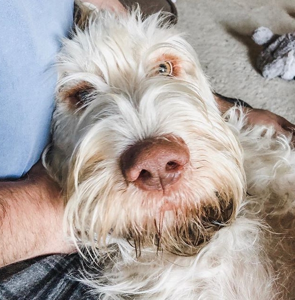 Top 120 Best Spinoni Italiani Dog Names | PetPress