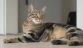 Roman Cat Names - 200 Great Names from Roman Mythology