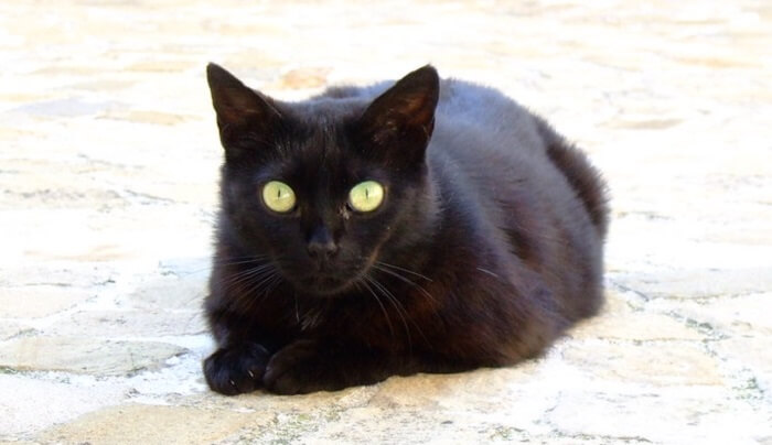 Roman Cat Names - 200 Great Names from Roman Mythology