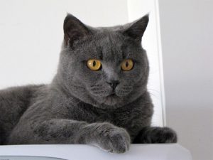 Roman Cat Names - 200 Great Names from Roman Mythology