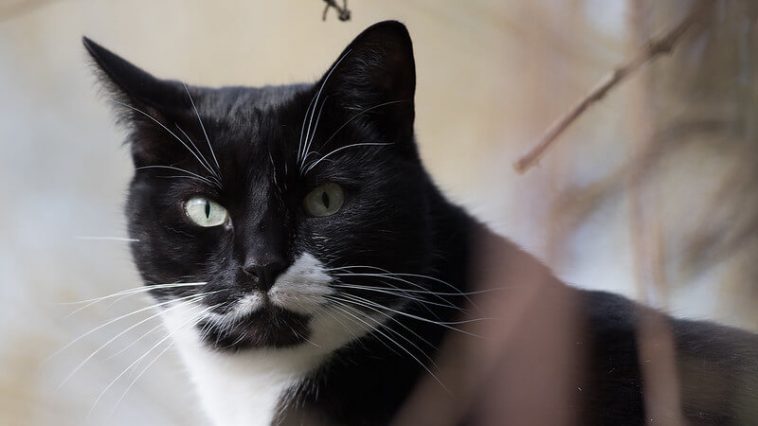 410 Tough Cat Names – Amazing Ideas for Fierce and Strong Cats