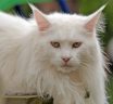 180 Names Perfect for Fluffy Cats - PetPress