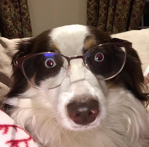 15 Hilarious Pictures Showing How Australian Shepherds Would Spend The ...