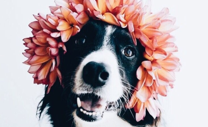 15 Photos Confirming That Border Collies Love Flowers - PetPress