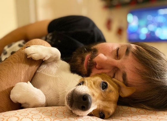 14 Funny Pictures of Jack Russell Terriers Enjoying The Quarantine ...