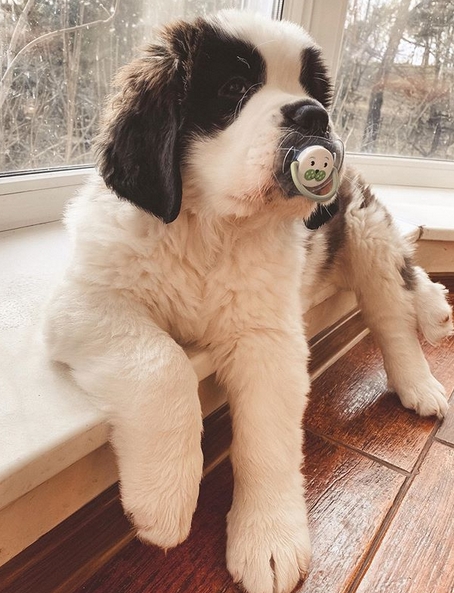 15 Cute Pictures Showing the Quarantine Through St. Bernard Eyes | PetPress