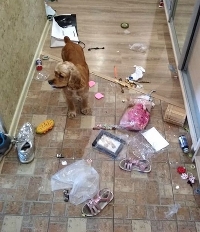 14 Hilarious Pictures of Cocker Spaniels Who Are Confused About The ...