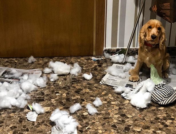 14 Hilarious Pictures of Cocker Spaniels Who Are Confused About The ...